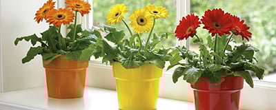 Lule dhe Bimë - Kopshtaria | Megatek