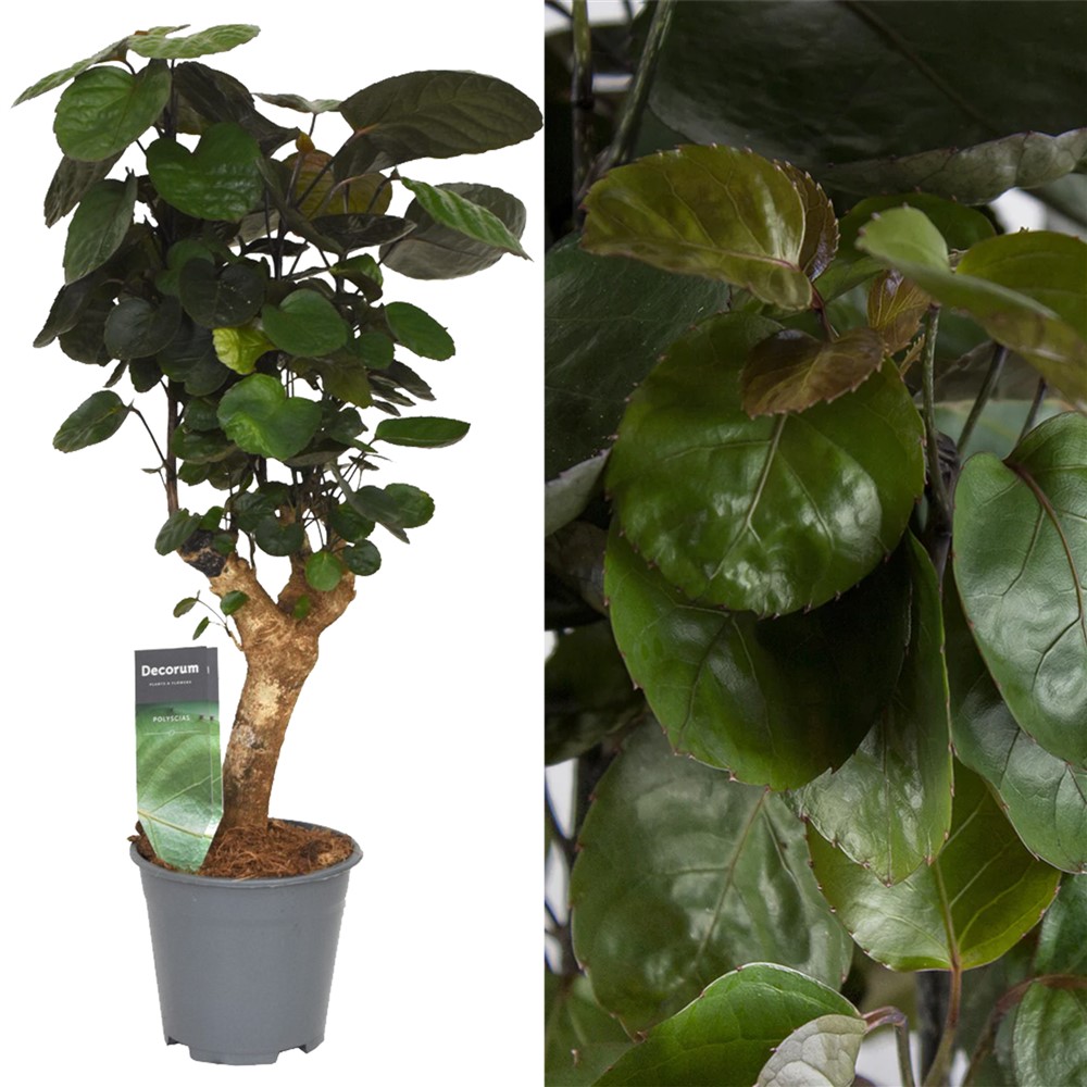 Polyscias fabian v.14 h.50 | Megatek