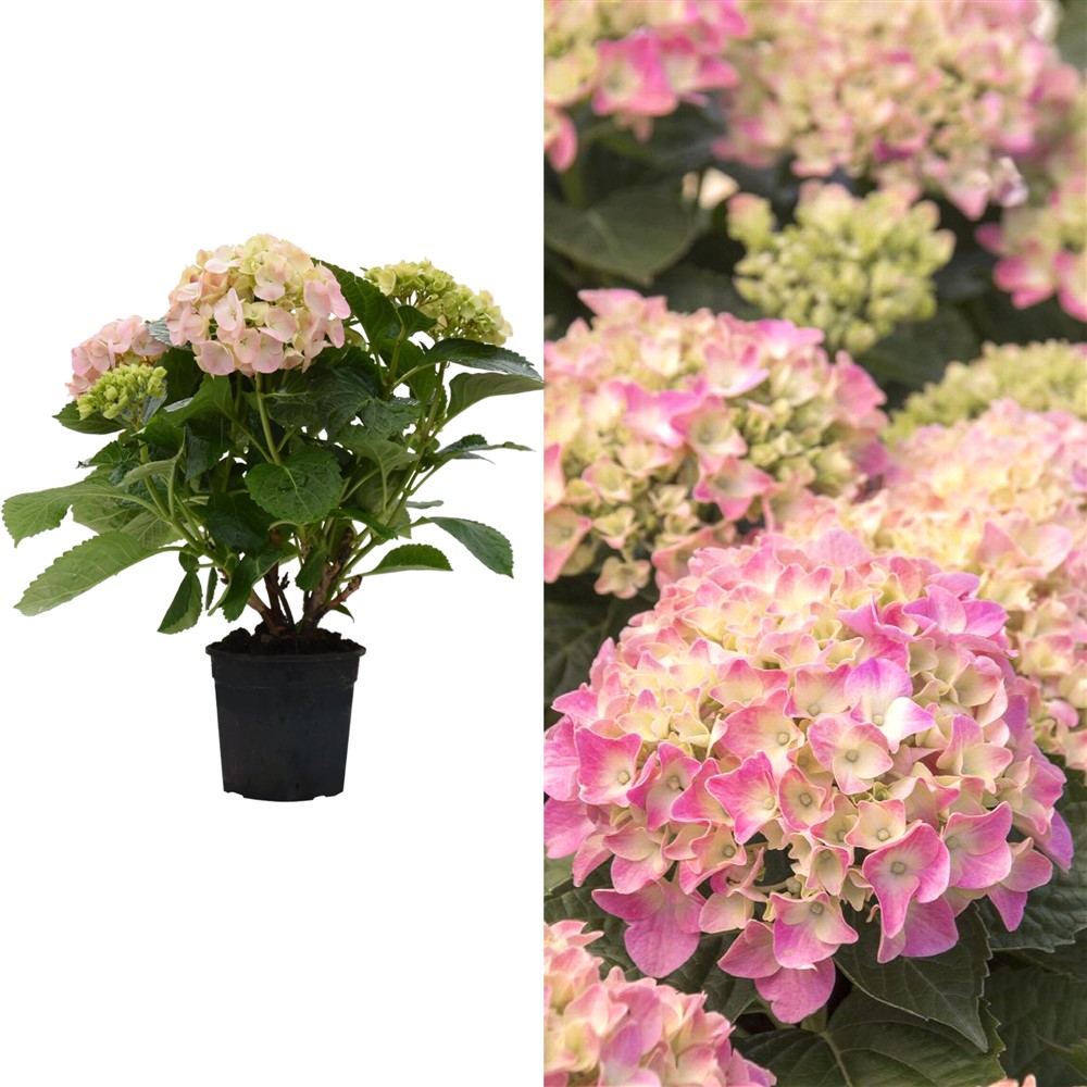 Hydrangea macrophylla v.15 h.60 | Megatek