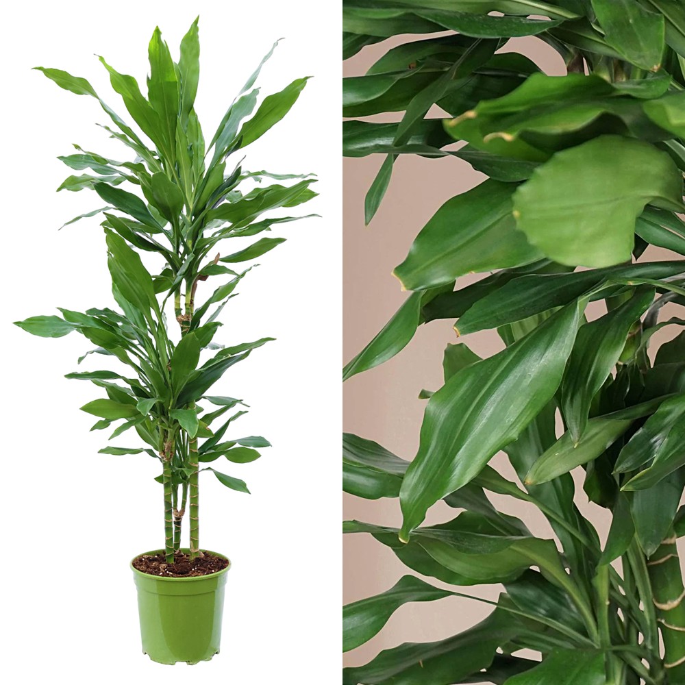 Dracaena janet lind 3 plant v.21 h.130 | Megatek