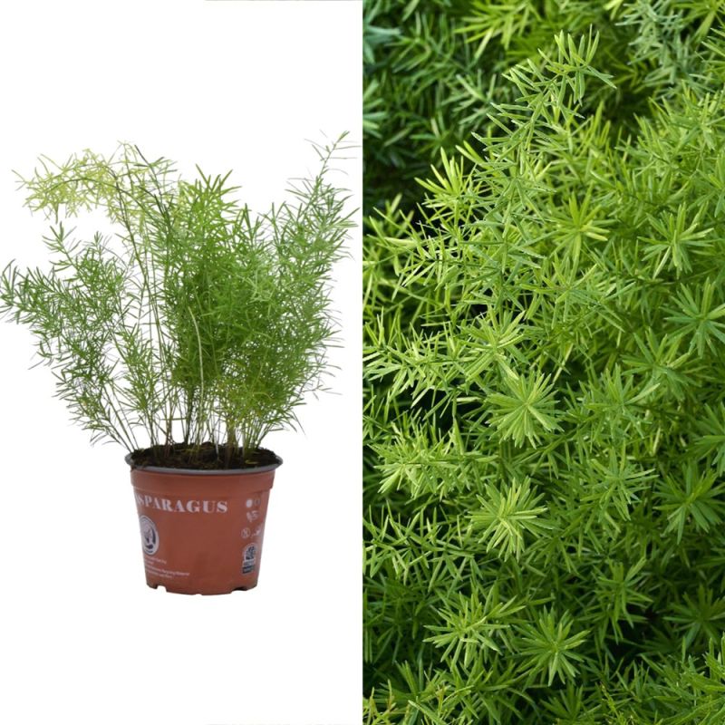 Asparagus sprengeri v.12 h.35 | Megatek