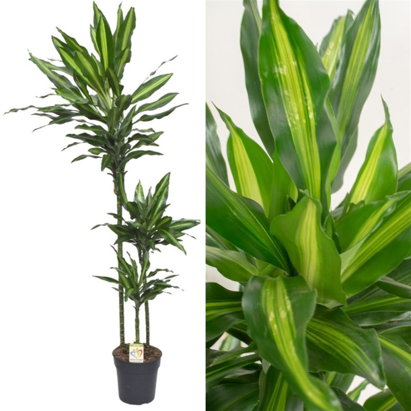 Dracaena cintho 3 plant v.24 h.160 | Megatek