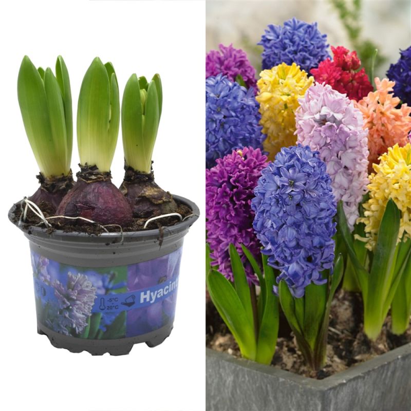 Hyacinthus mix 3 pp v.12 h.15 | Megatek