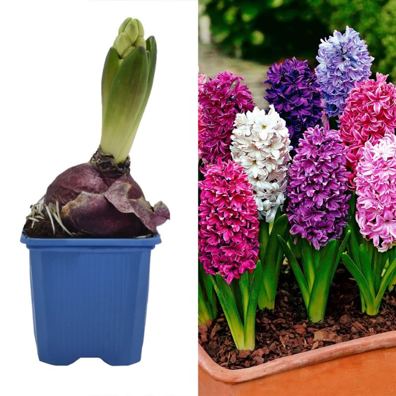 Hyacinthus mix 1 pp v.7 h.15 | Megatek