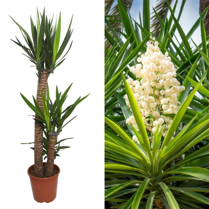 Yucca 3 plant v.24 h.125-145 | Megatek