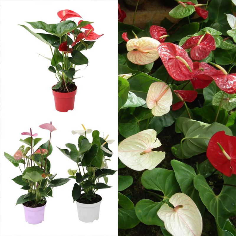 Anthurium mix v.14 h.40-50 | Megatek