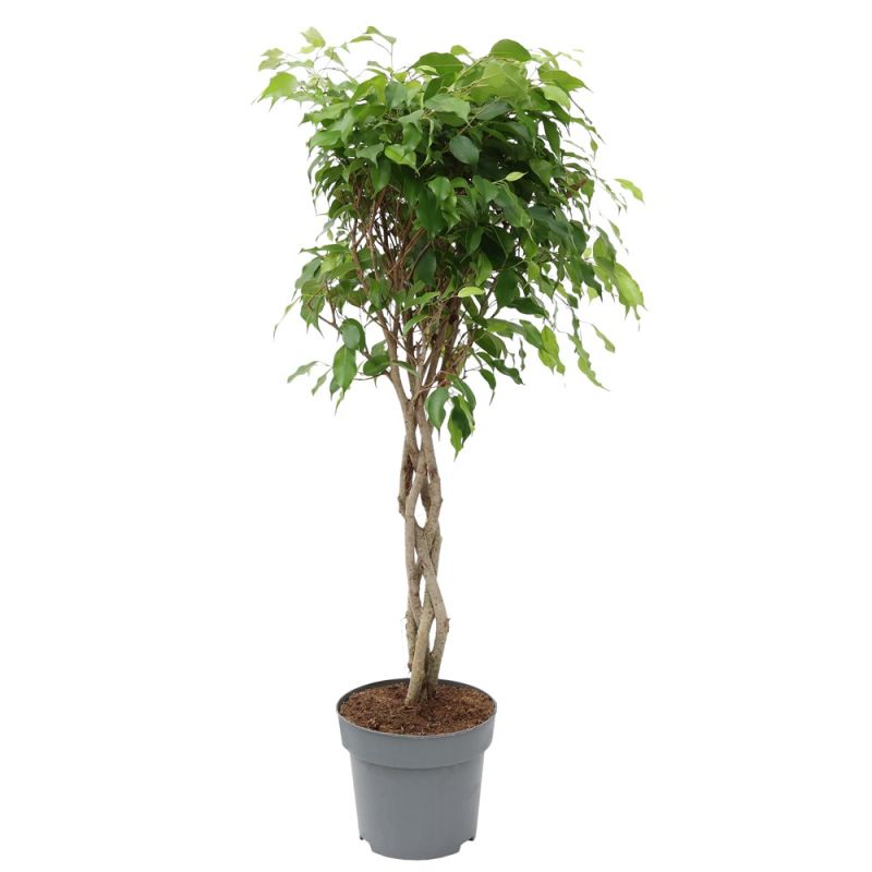 Ficus benjamina exotica v.25 h.130-150, twisted stem | Megat