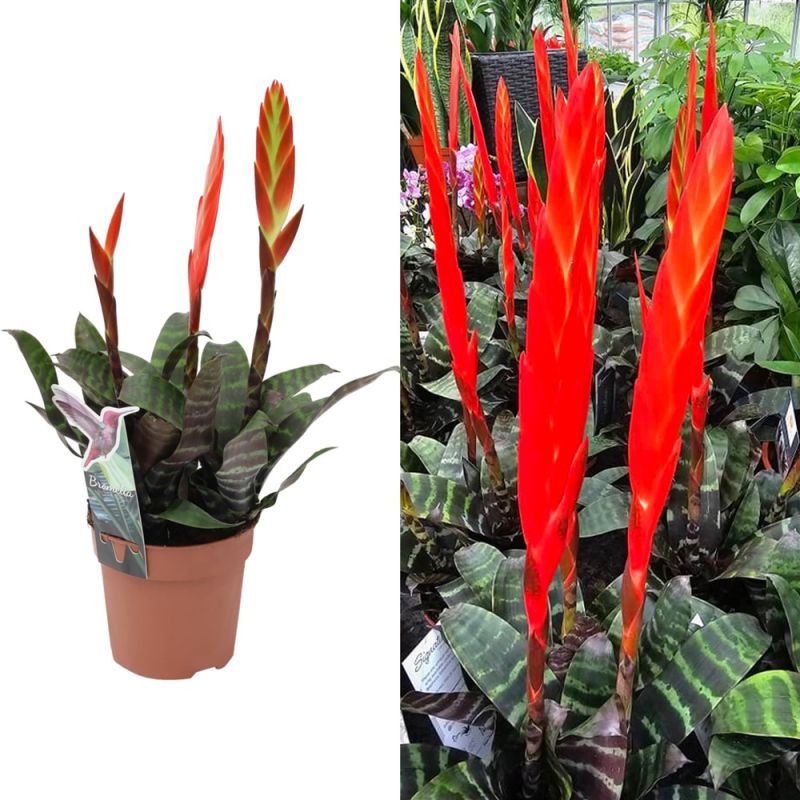 Vriesea era v.12 h.45 | Megatek