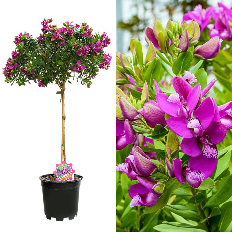 Polygala myrtifolia v.17 h.70-80 | Megatek