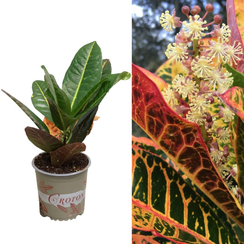 Codiaeum v.13 h.40 | Megatek