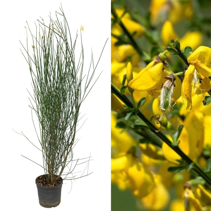 Genista aetnensis v.18 | Megatek