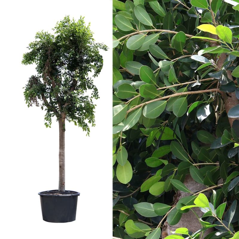Ficus nitida v.110 h.450 cm | Megatek
