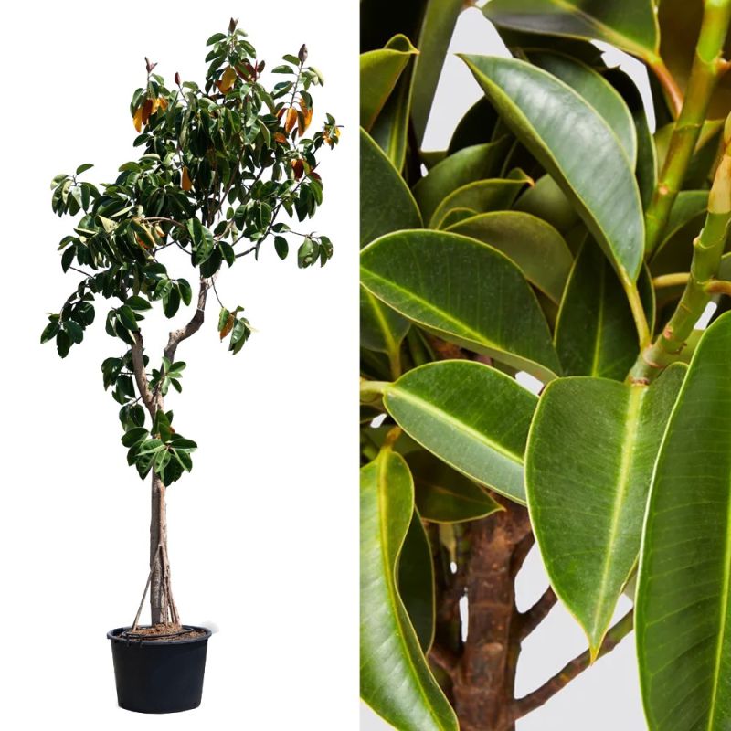 Ficus elastica decora v.60 h.300 cm | Megatek