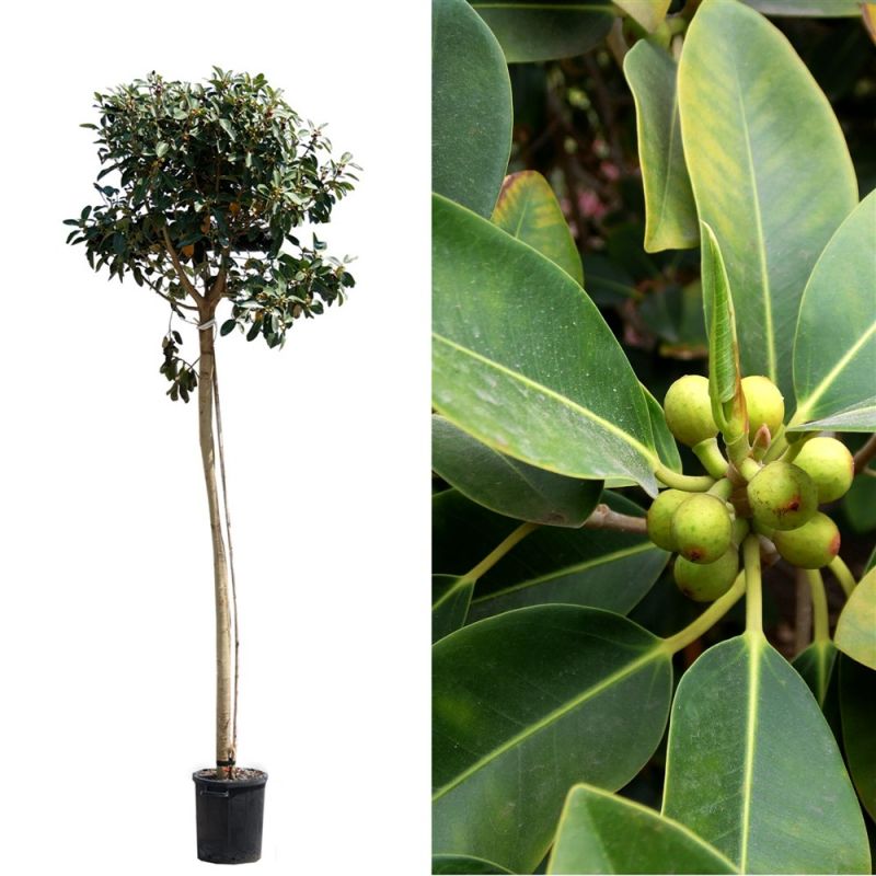 Ficus australis v.50 h.350 cm | Megatek