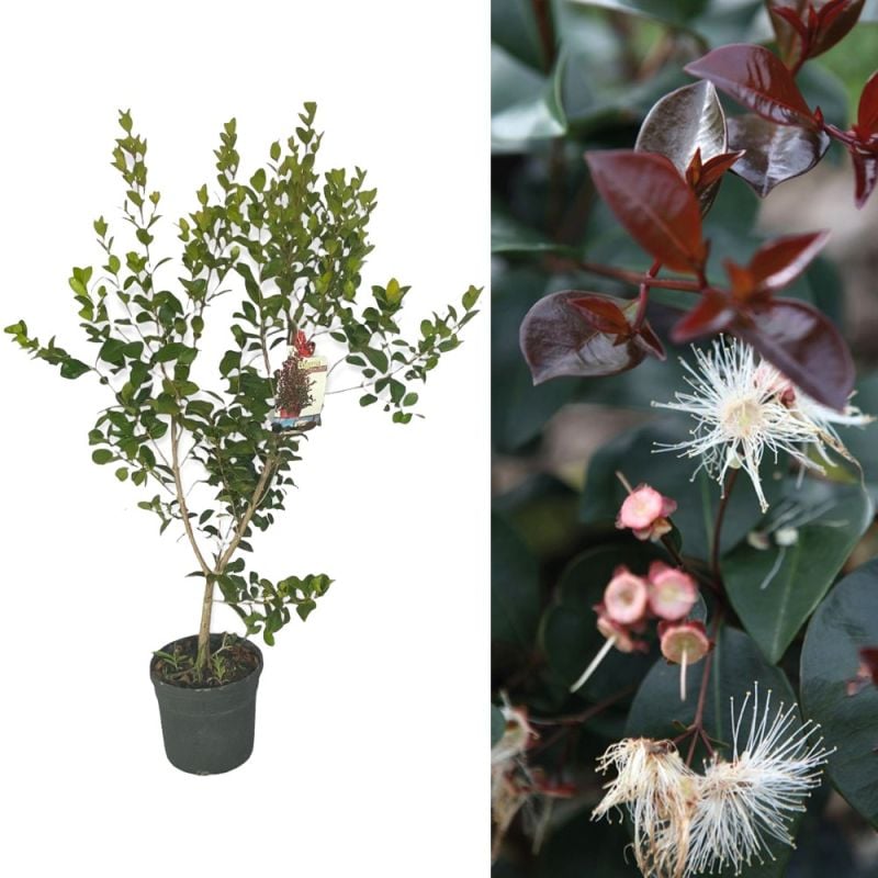 Eugenia etna fire v.35 h.140 cm | Megatek