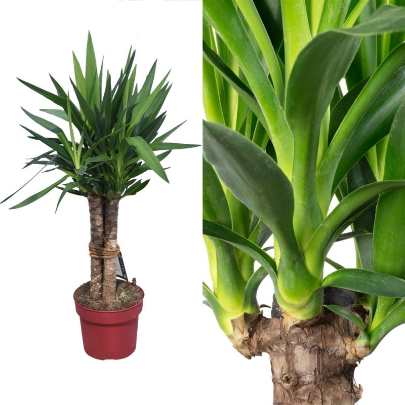 Yucca 3 stammen v.24 h.70-100 | Megatek