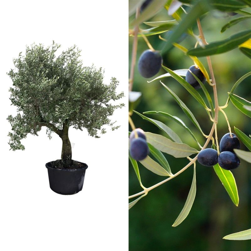 Ulli, olea europaea v.85 h.200-250 cm | Megatek