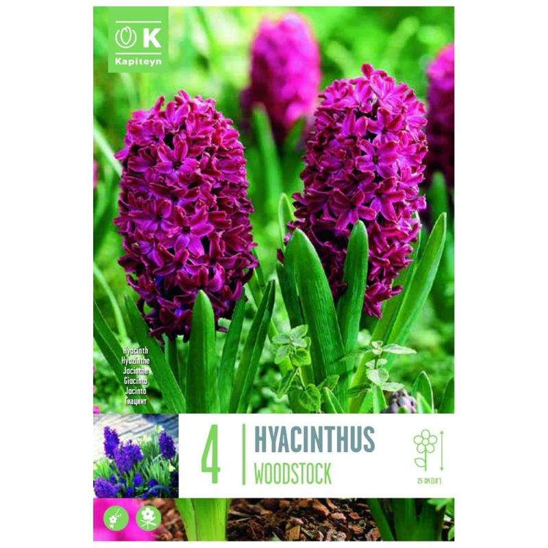 Bulbs, hyacinth woodstock, 4 pc/pack | Megatek