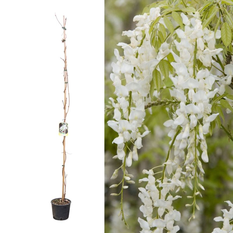 Jargavan i bardhe, wisteria brachybotrys shiro kapitan v.18