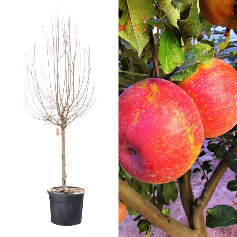 Malus domestica fuji v.55 h.175-200 cm | Megatek