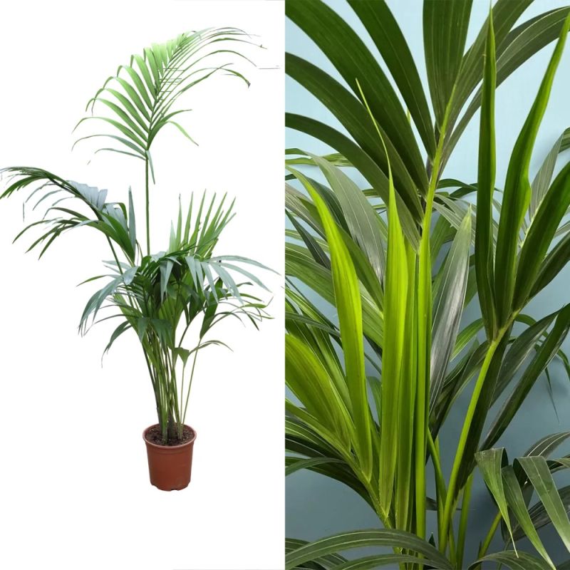 Kentia palm, howea forsteriana v.24 h.180 | Megatek