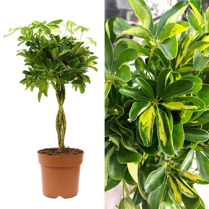 Schefflera arboricola gold capella v.21 h.70-85, twisted | M