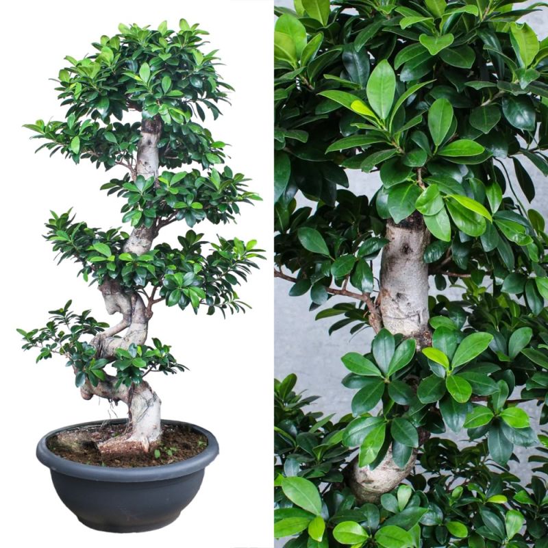 Ficus microcarpa ginseng, S shape v.60 h.240 | Megatek