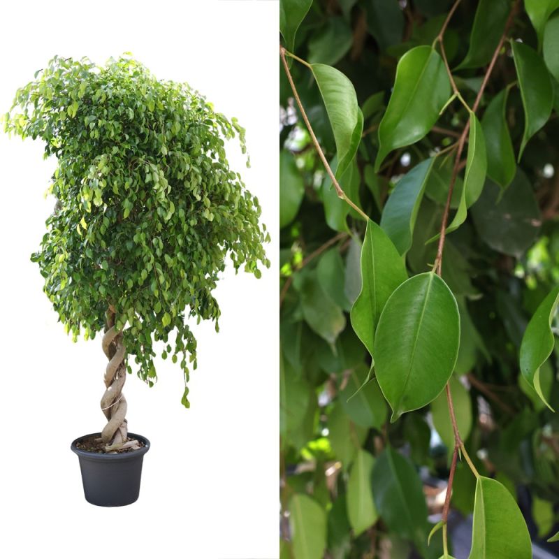 Ficus benjamina exotica, double spiral v.40 h.300 | Megatek