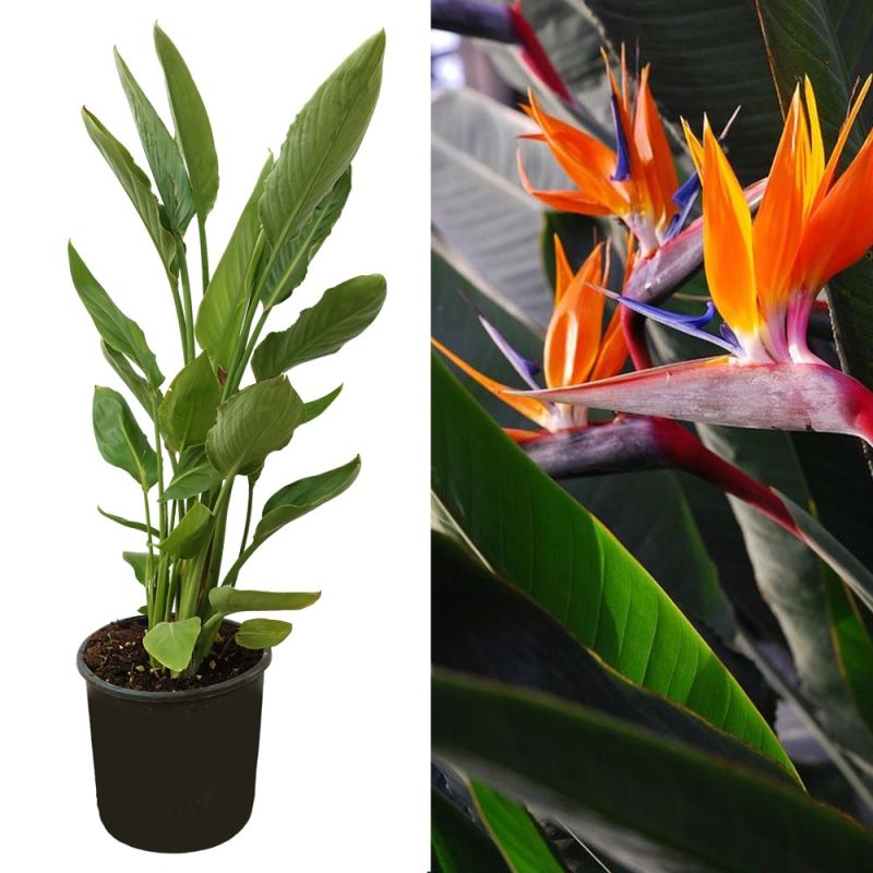 Strelitzia reginae v.24 h.80-100 | Megatek