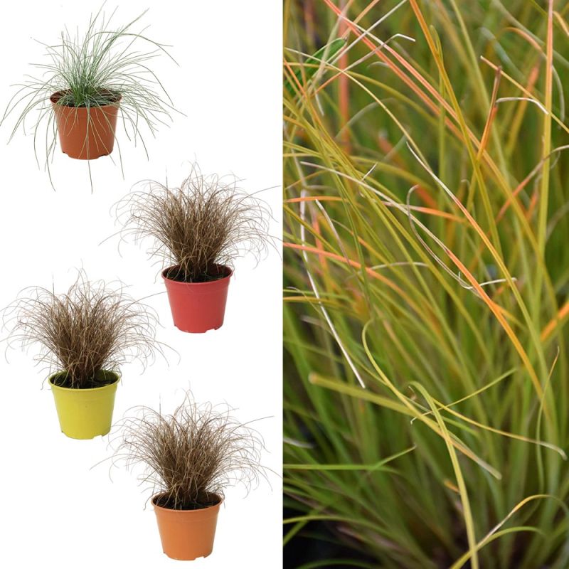 Ornamental grass mix, mix, carex, festuca v.15 | Megatek