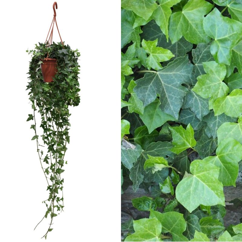 Hedera green leafed v.19 h.50, hanging | Megatek