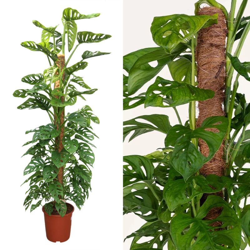 Monstera obliqua, moss stick v.27 h.180 | Megatek