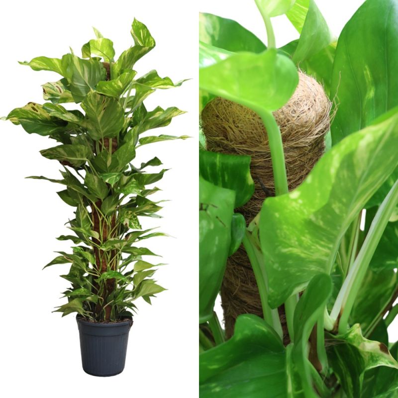 Epipremnum moss stick v.24 h.120 | Megatek