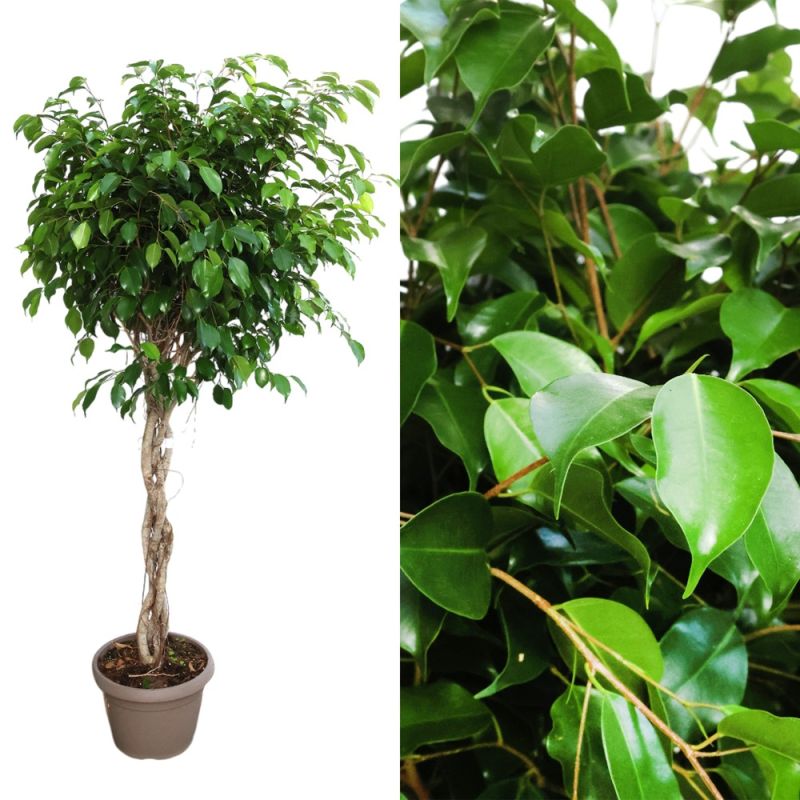 Ficus benjamina v.30 h.145-160, twisted stem | Megatek