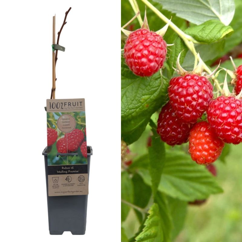 Frut pylli, manaferra, rubus idaeus malling promise v.15 h.6