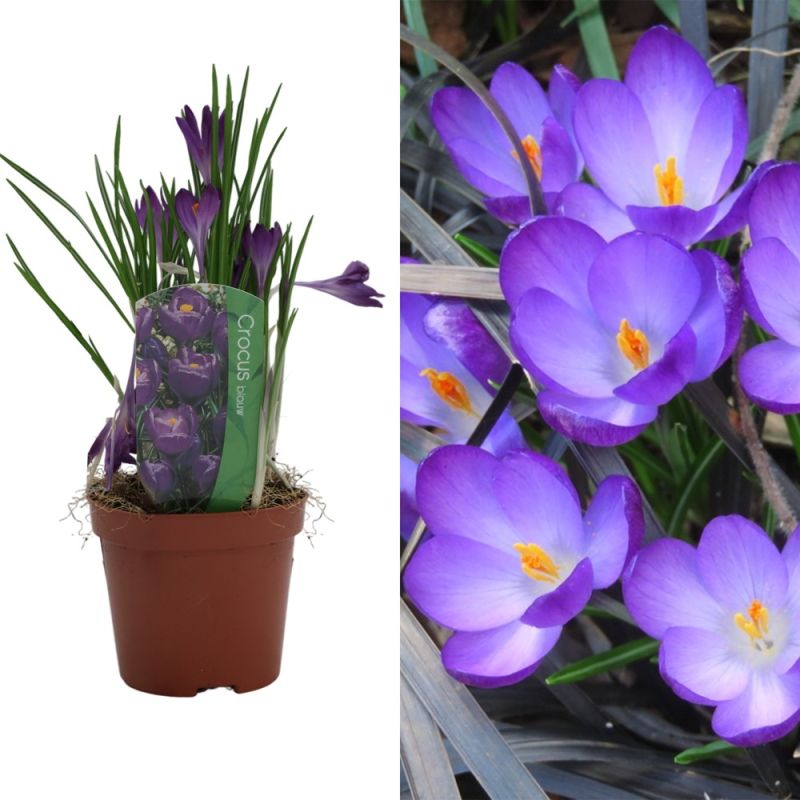 Crocus vernus flower record, blue v.10 h.12 | Megatek