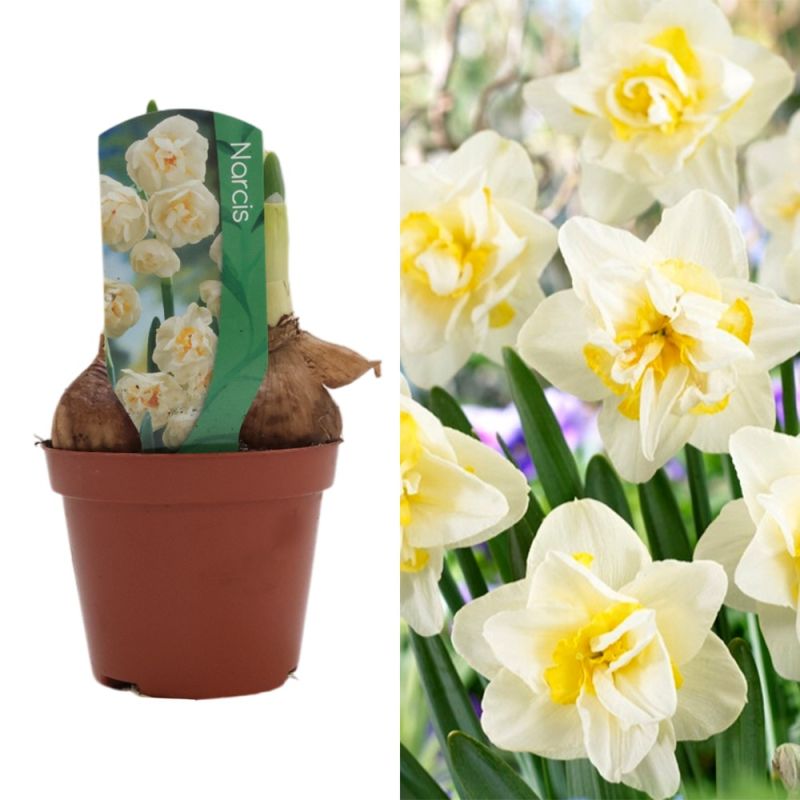 Narcissus double white v.10 h.12 | Megatek
