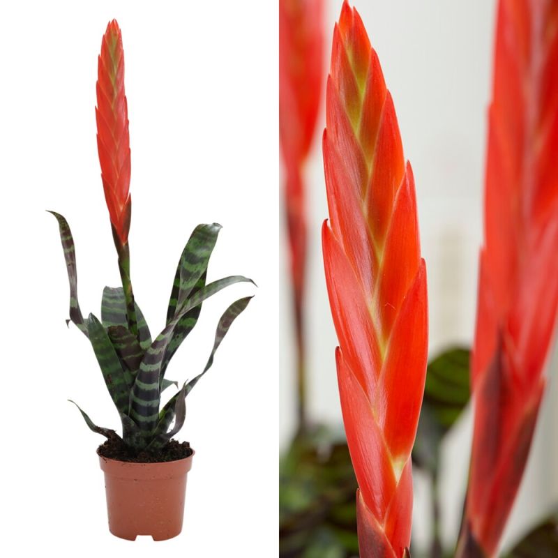 Vriesea era v.10 h.50 | Megatek