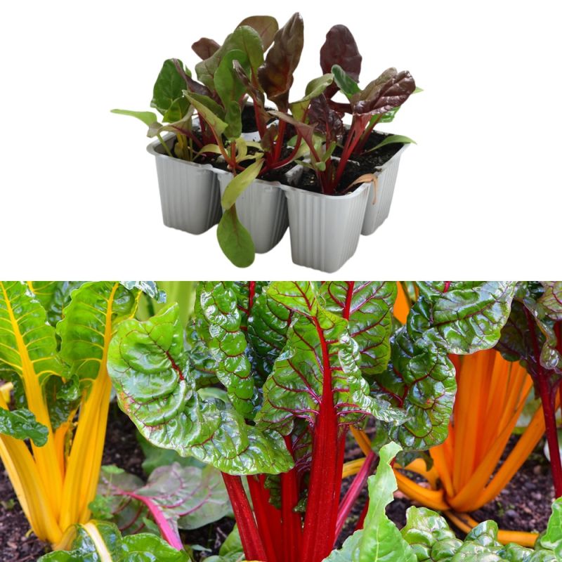 Organic Italian beetroot seedlings, svizzera multicolore pac