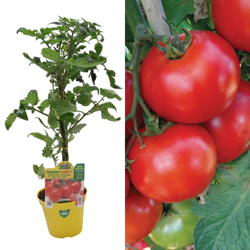 Organic Italian red tomato seedlings, grappolo innestato v.1