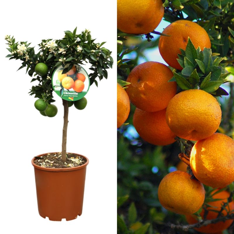 Small grain Italian orange, chinotto, citrus myrtifolia v.22