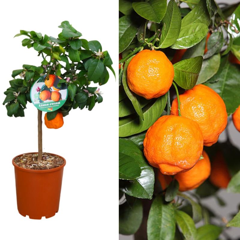 Italian lemon, lima rossa, citrus aurantifolia v.22, stem