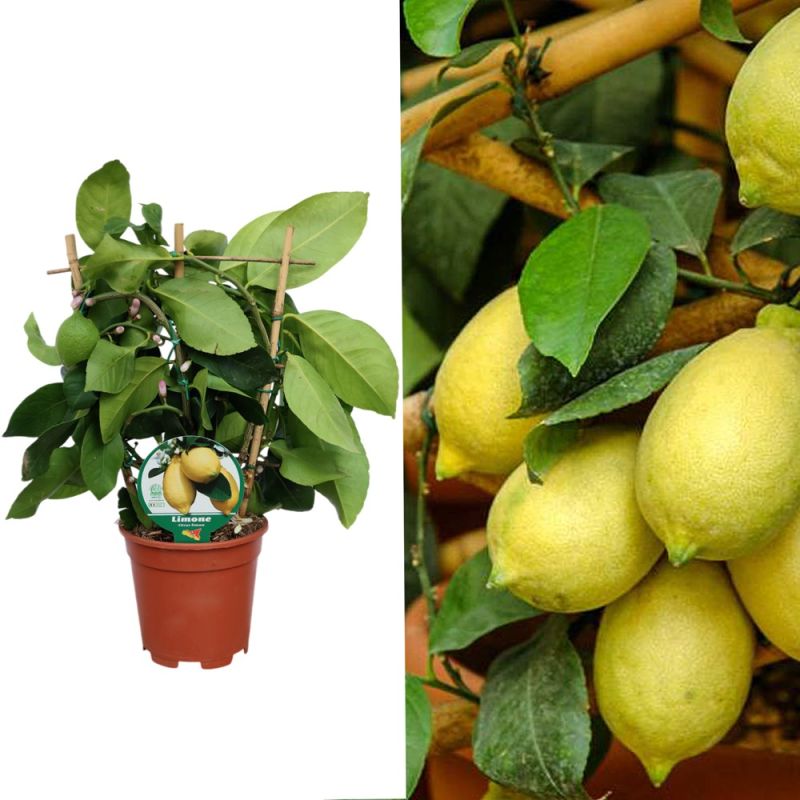 Italian lemon 4 times, lunario, citrus limon v.15, trellis