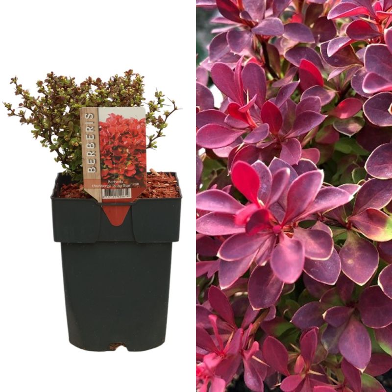 Berberis ruby star v.17 h.20 | Megatek