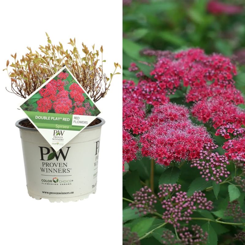 Spiraea japonica double play red v.19 h.20 | Megatek