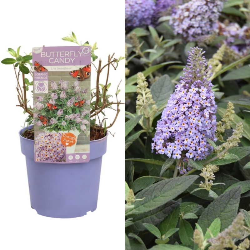 Buddleja davidii butterfly candy lila sweetheart v.19 h.45