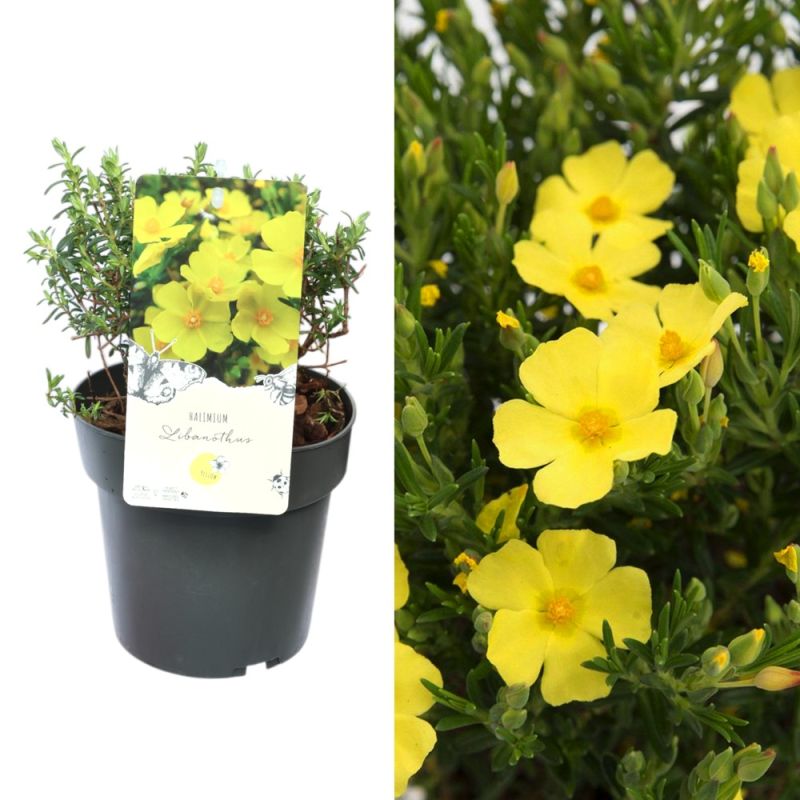 Halimium libanothus v.14 h.30 | Megatek