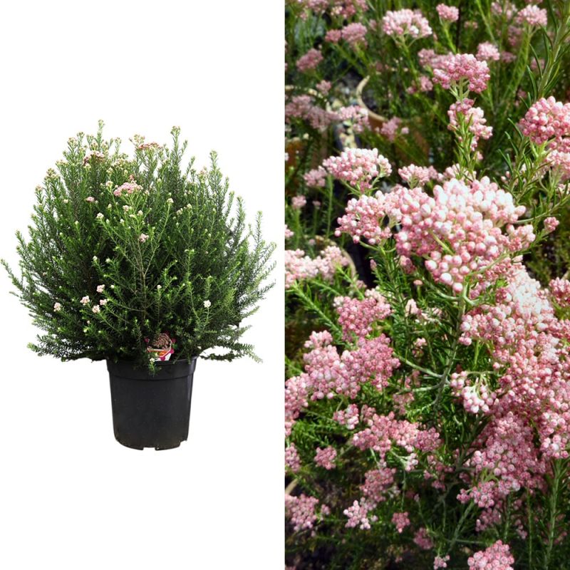 Ozothamnus pink v.27 h.70-80 | Megatek