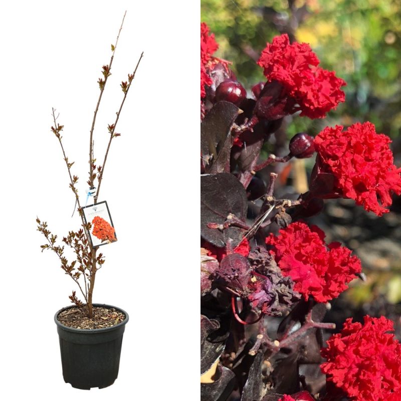 Lagerstroemia indica black diamond best red v.25 h.120-140