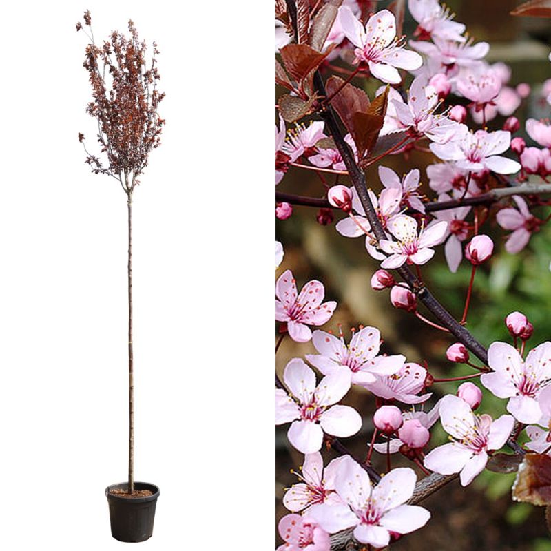 Kumbull e kuqe, prunus cerasifera pissardii v.40 h.160-200 c